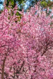 The Best Places To See Cherry Blossoms In Australia