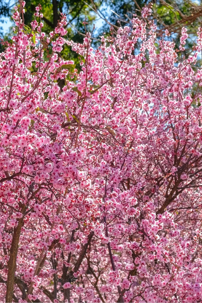 The Best Places To See Cherry Blossoms In Australia
