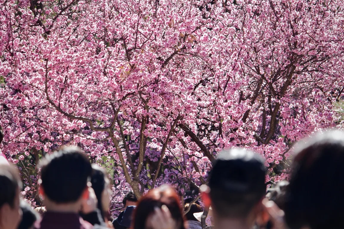 The Best Places To See Cherry Blossoms In Australia