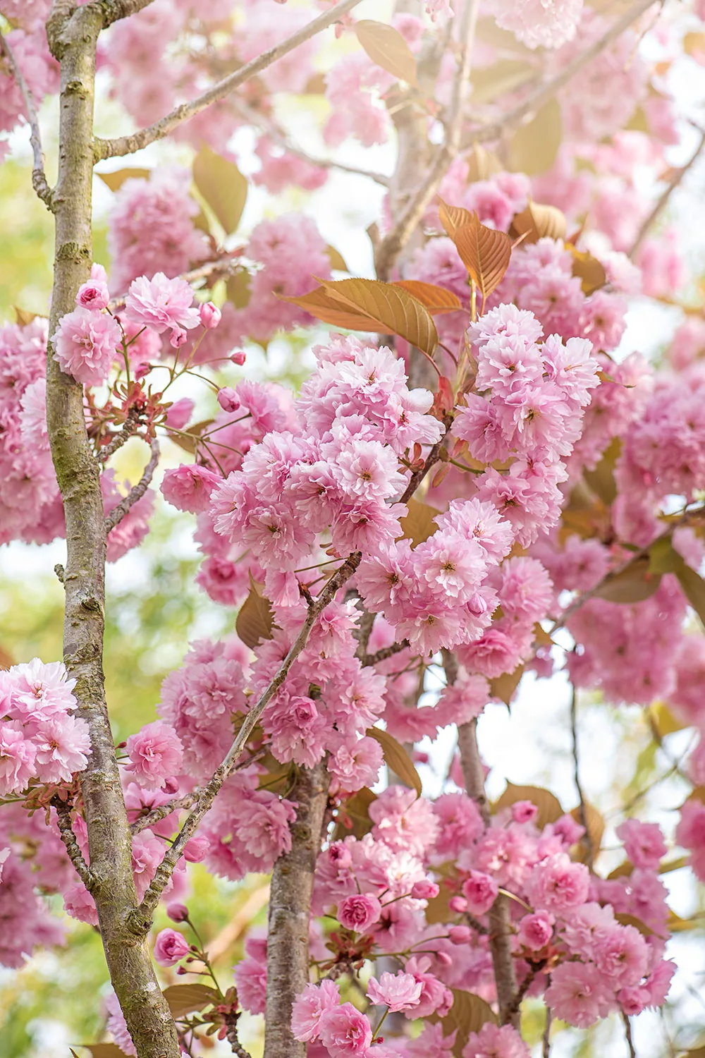 The Best Places To See Cherry Blossoms In Australia