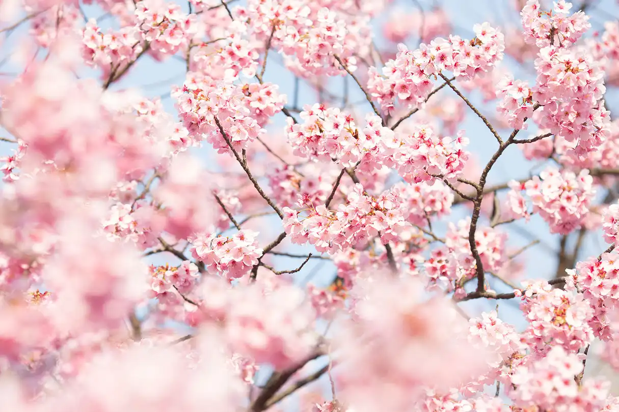 The Best Places To See Cherry Blossoms In Australia