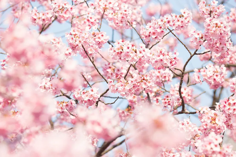 The Best Places To See Cherry Blossoms In Australia
