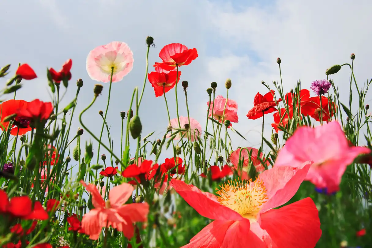 How to grow poppies | Better Homes & Gardens Australia