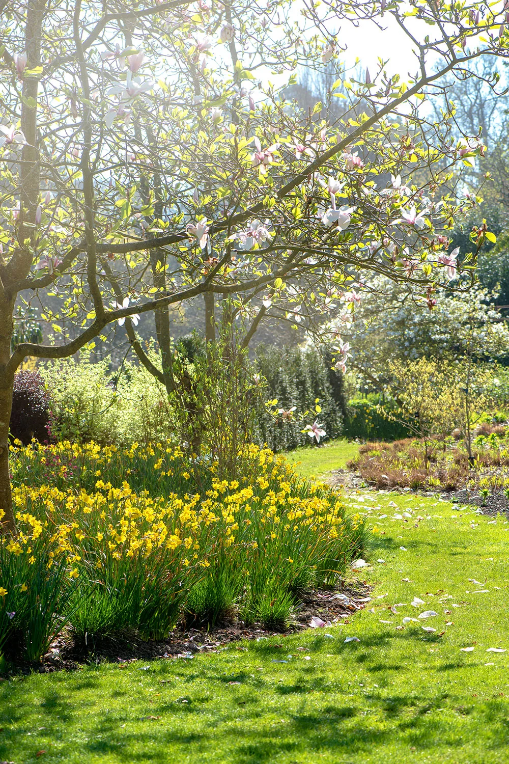 How to grow daffodils | Better Homes & Gardens Australia