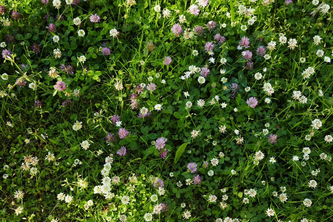 Clover: the annoying lawn weed you should learn to love