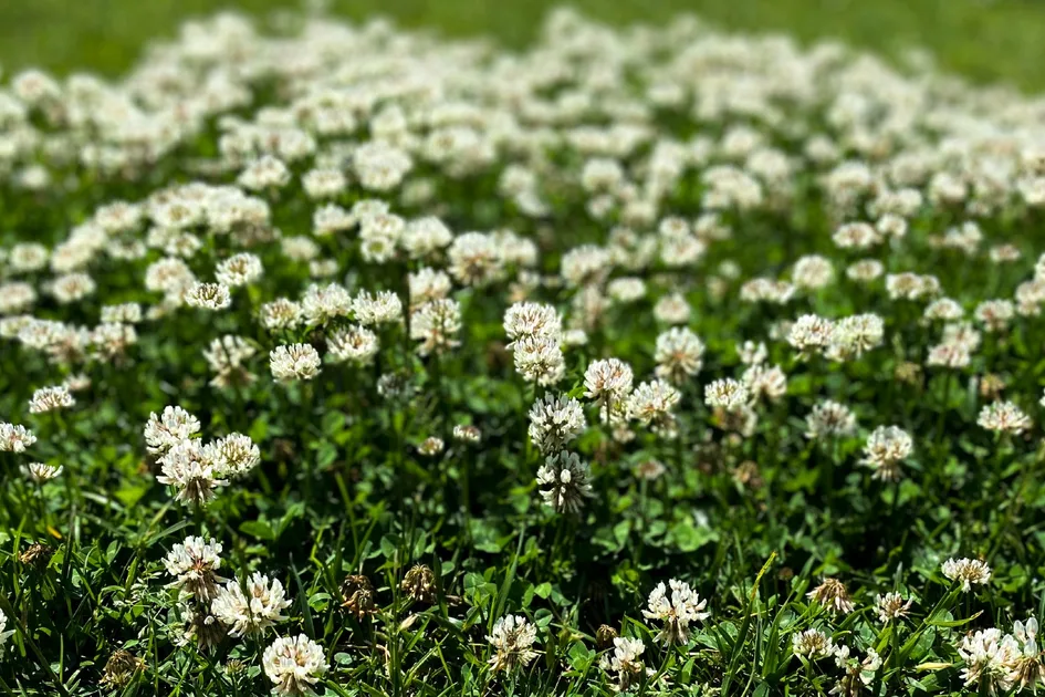 Clover: the annoying lawn weed you should learn to love