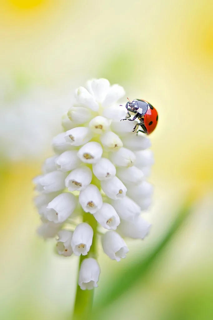 How to attract ladybugs to your garden | Better Homes & Gardens Australia