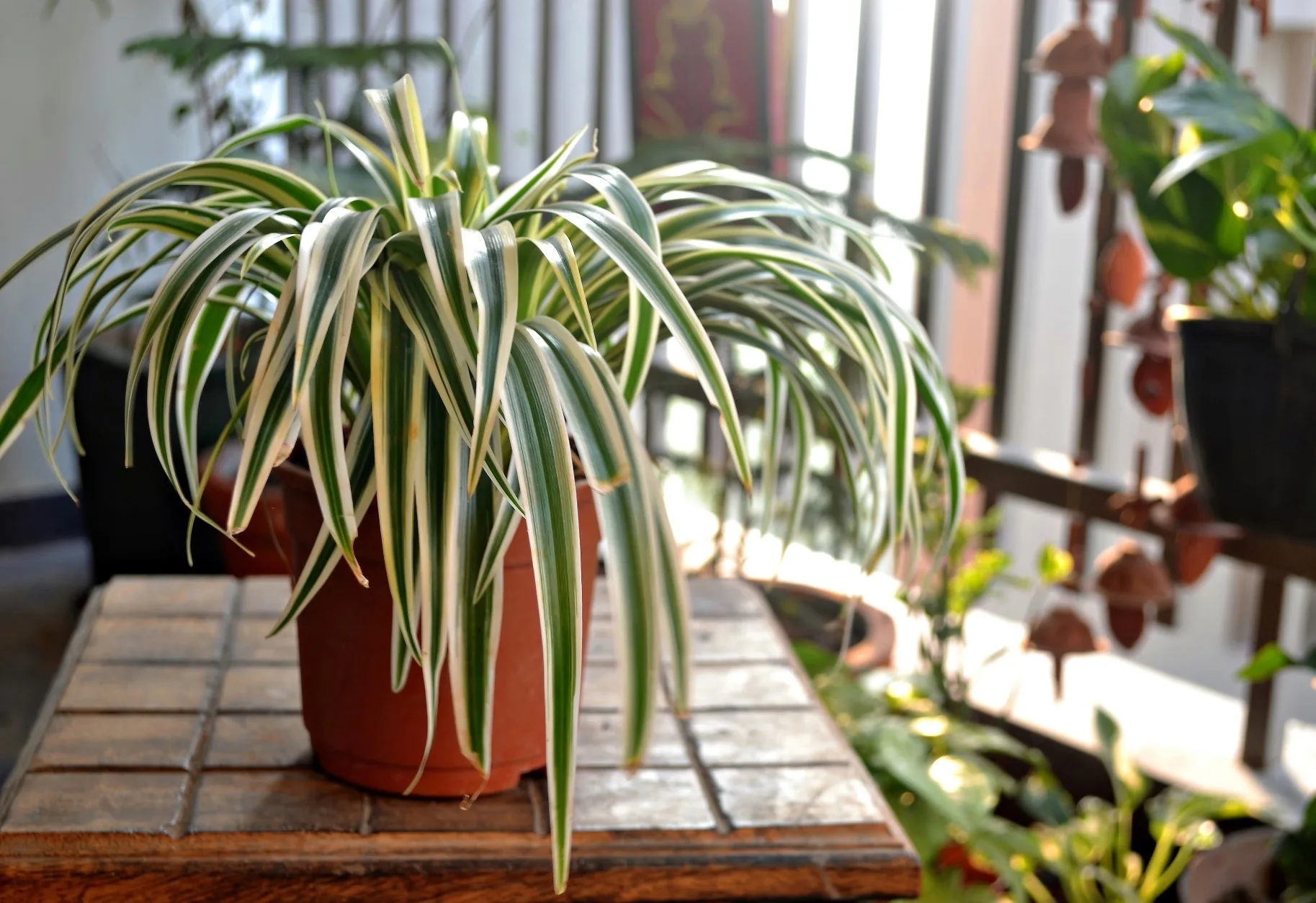 7 water plants that don't need soil to grow