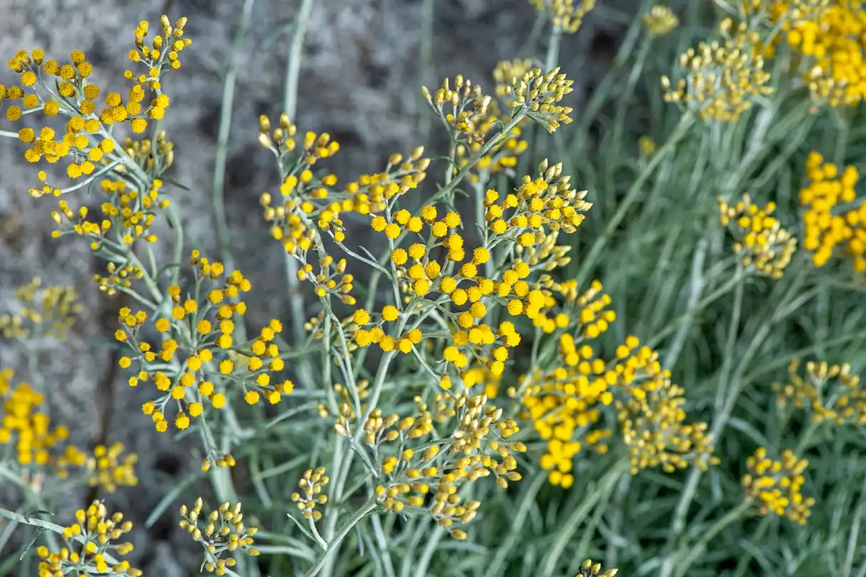 How to propagate natives: everything you need to know