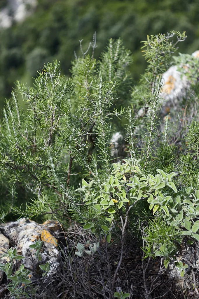 How to propagate natives: everything you need to know