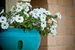 How to grow petunias: how to plant and care for petunias