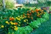 How to grow marigolds: how to, plant, grow and care for marigolds ...