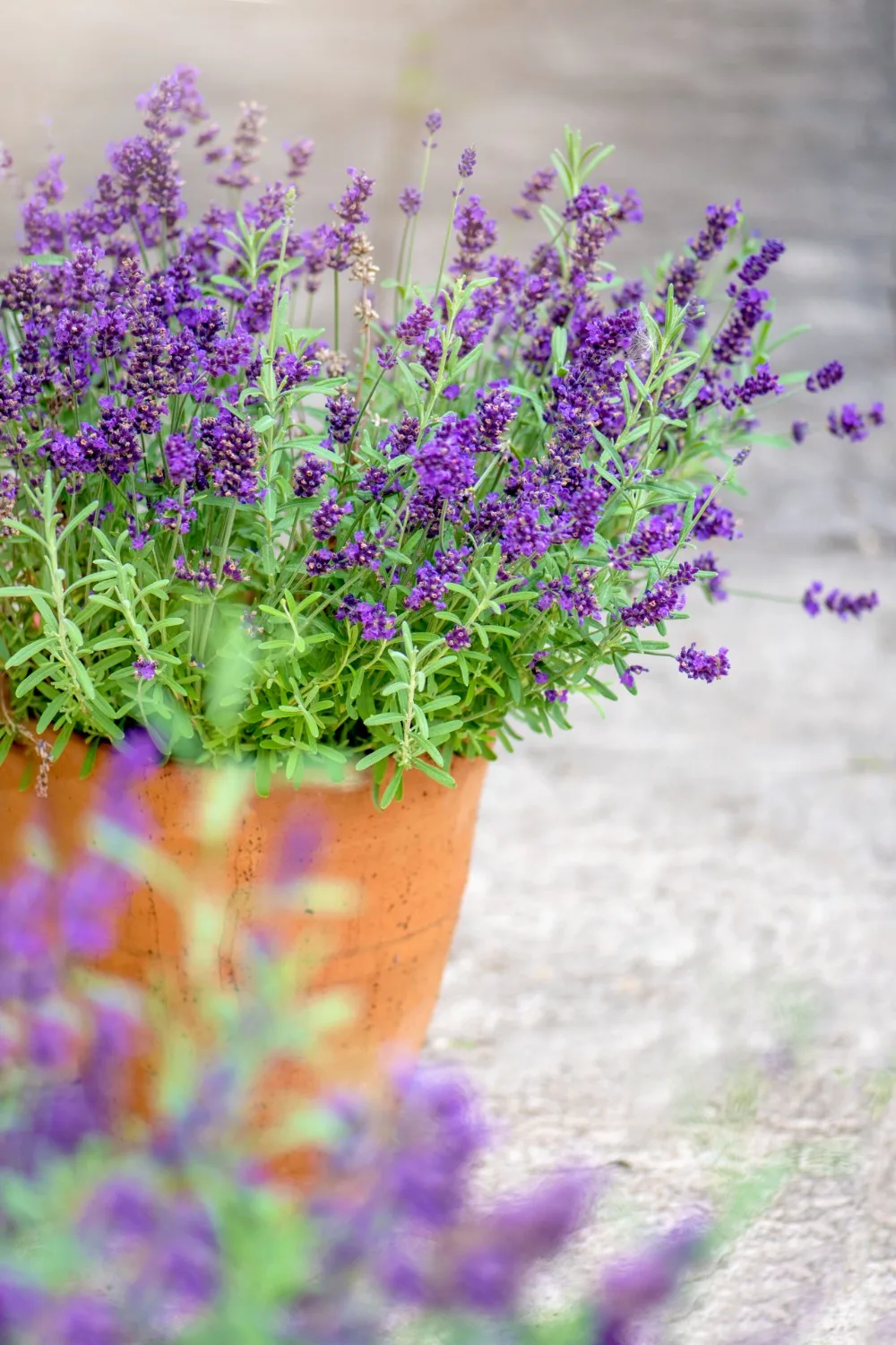 Why Italian lavender is a high-risk plant: five ways to check if your ...