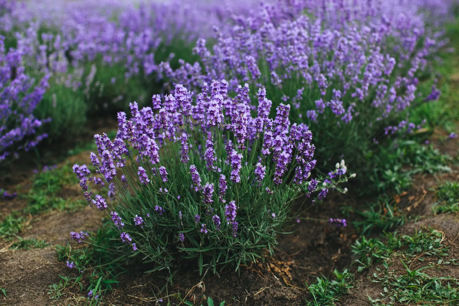 Why Italian lavender is a high-risk plant: five ways to check if your ...
