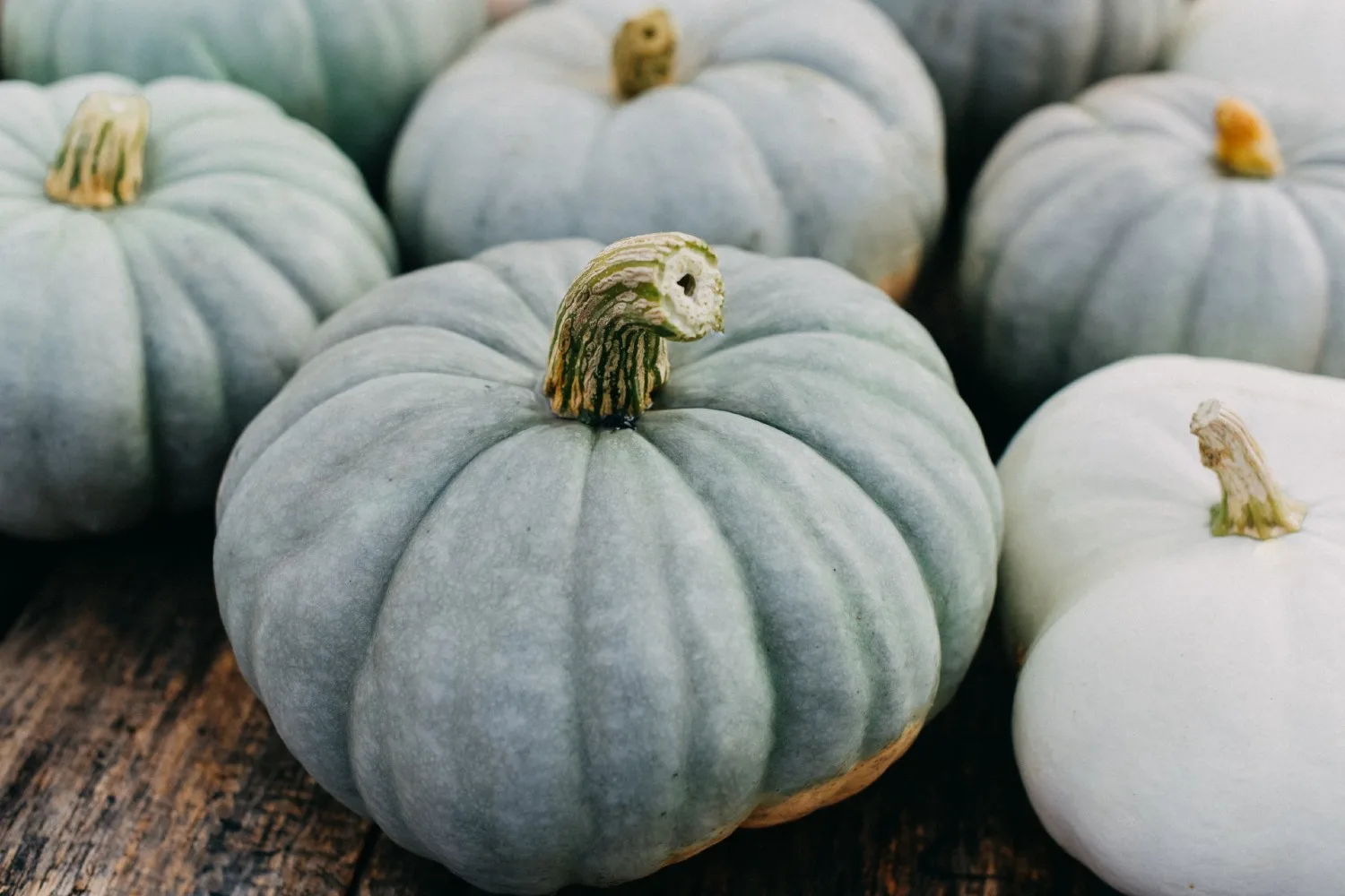 Grow pumpkins: how to plant, care and harvest pumpkins