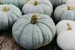 Grow pumpkins: how to plant, care and harvest pumpkins