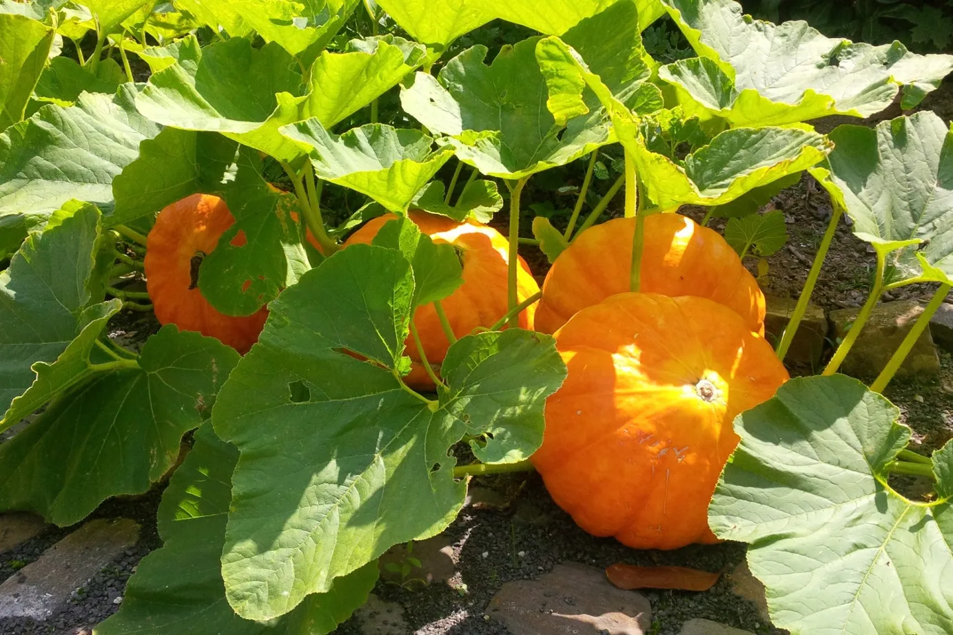 Grow pumpkins: how to plant, care and harvest pumpkins