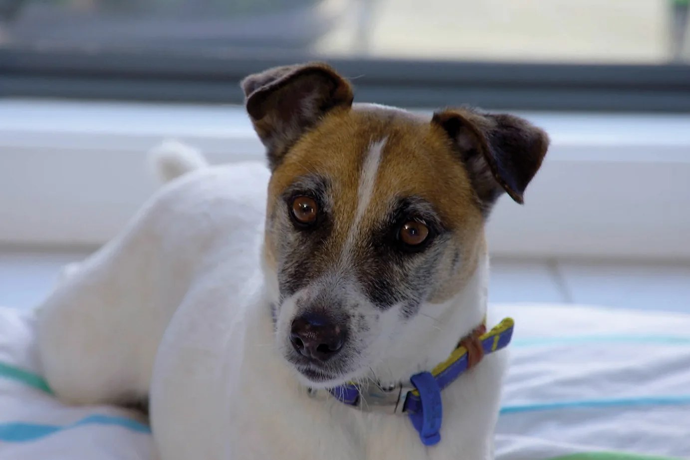 How to stop a dog howling at the phone | Better Homes & Gardens Australia