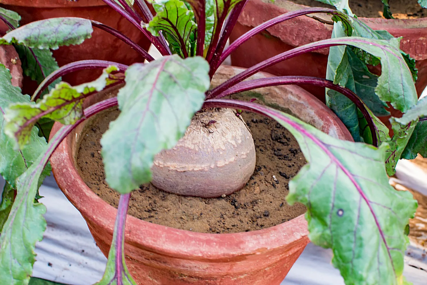 How to Grow Beetroot: Planting and Harvesting