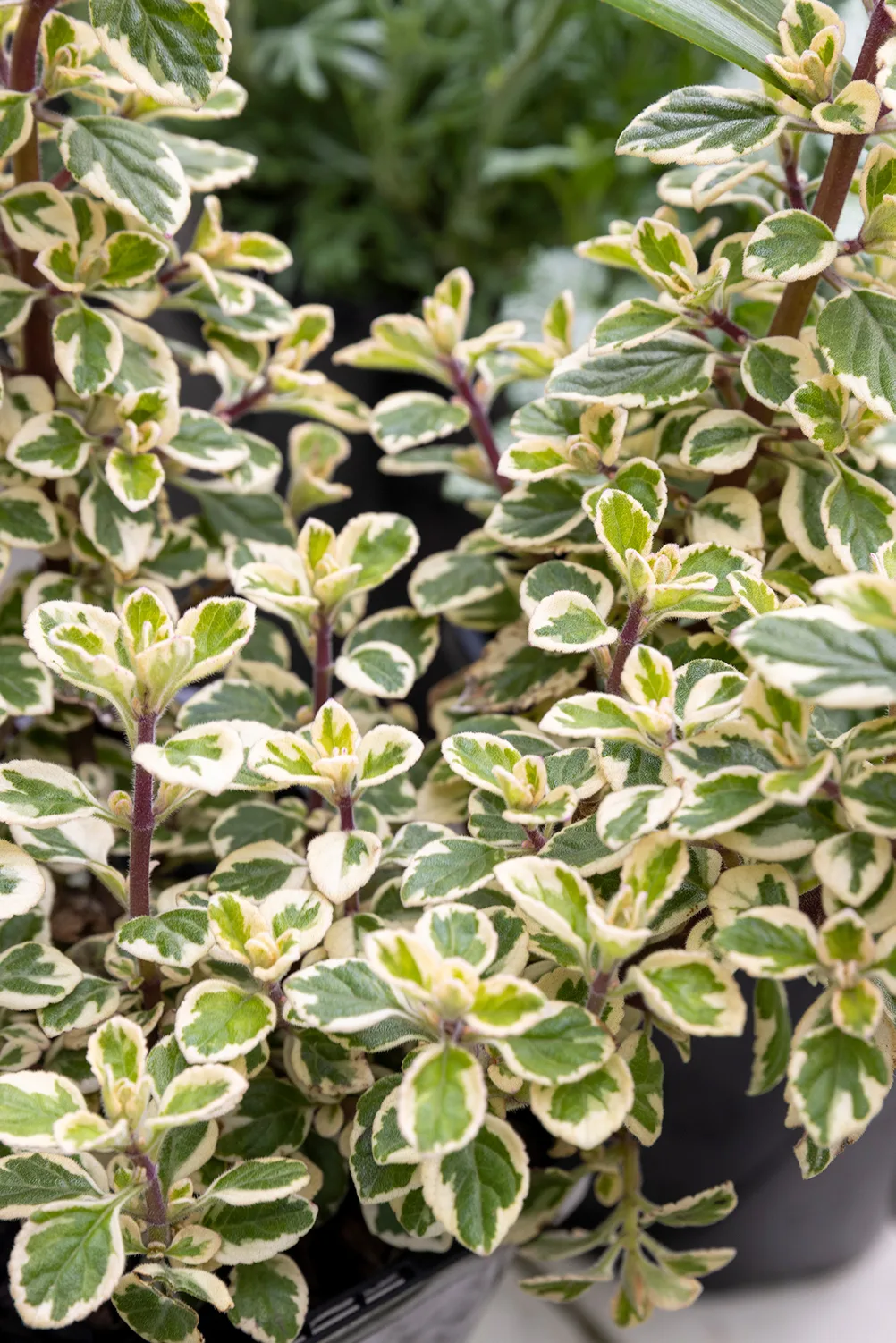 How to master the Thrill, Fill and Spill planting method | Better Homes ...