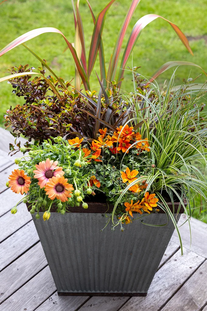 How to master the Thrill, Fill and Spill planting method | Better Homes ...