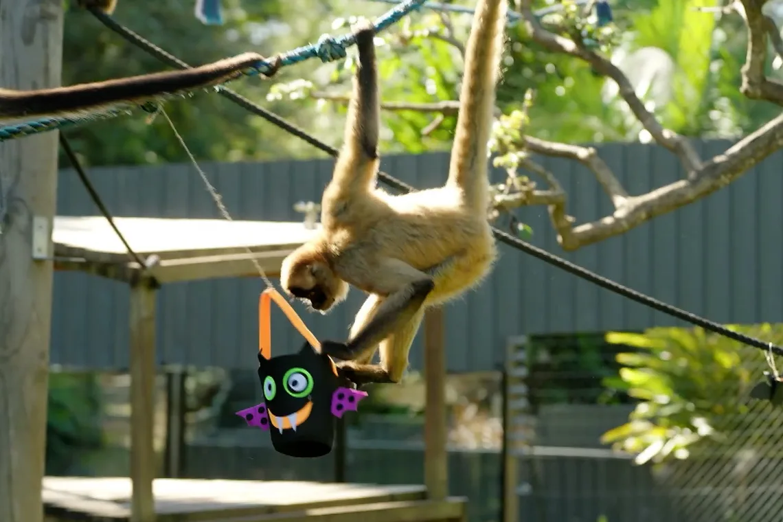 Dr. Harry Cooper, Author at Better Homes & Gardens Australia