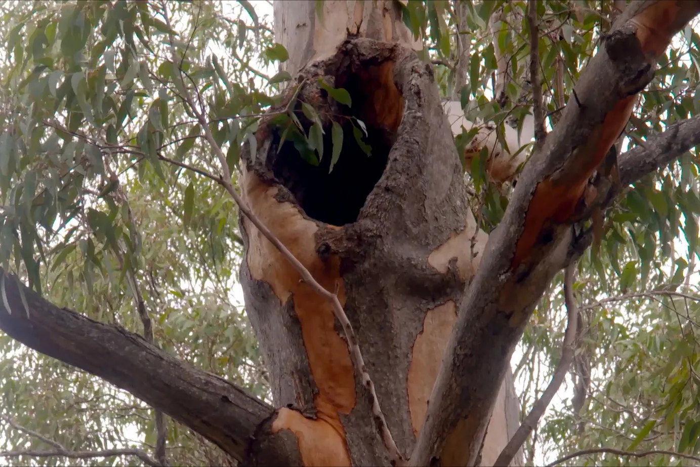 How is timber produced? | Better Homes & Gardens Australia