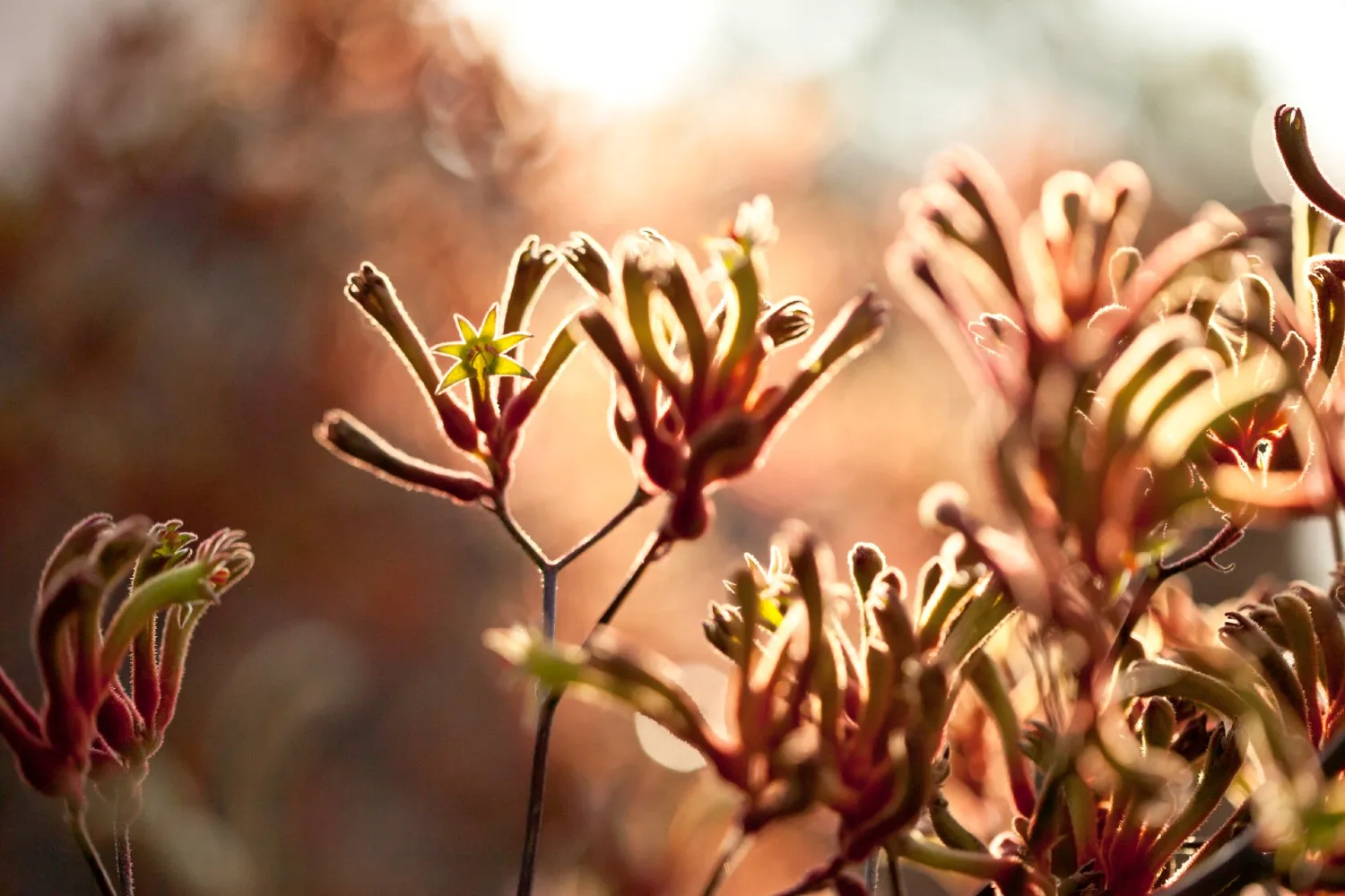 How to grow kangaroo paws | Better Homes & Gardens Australia