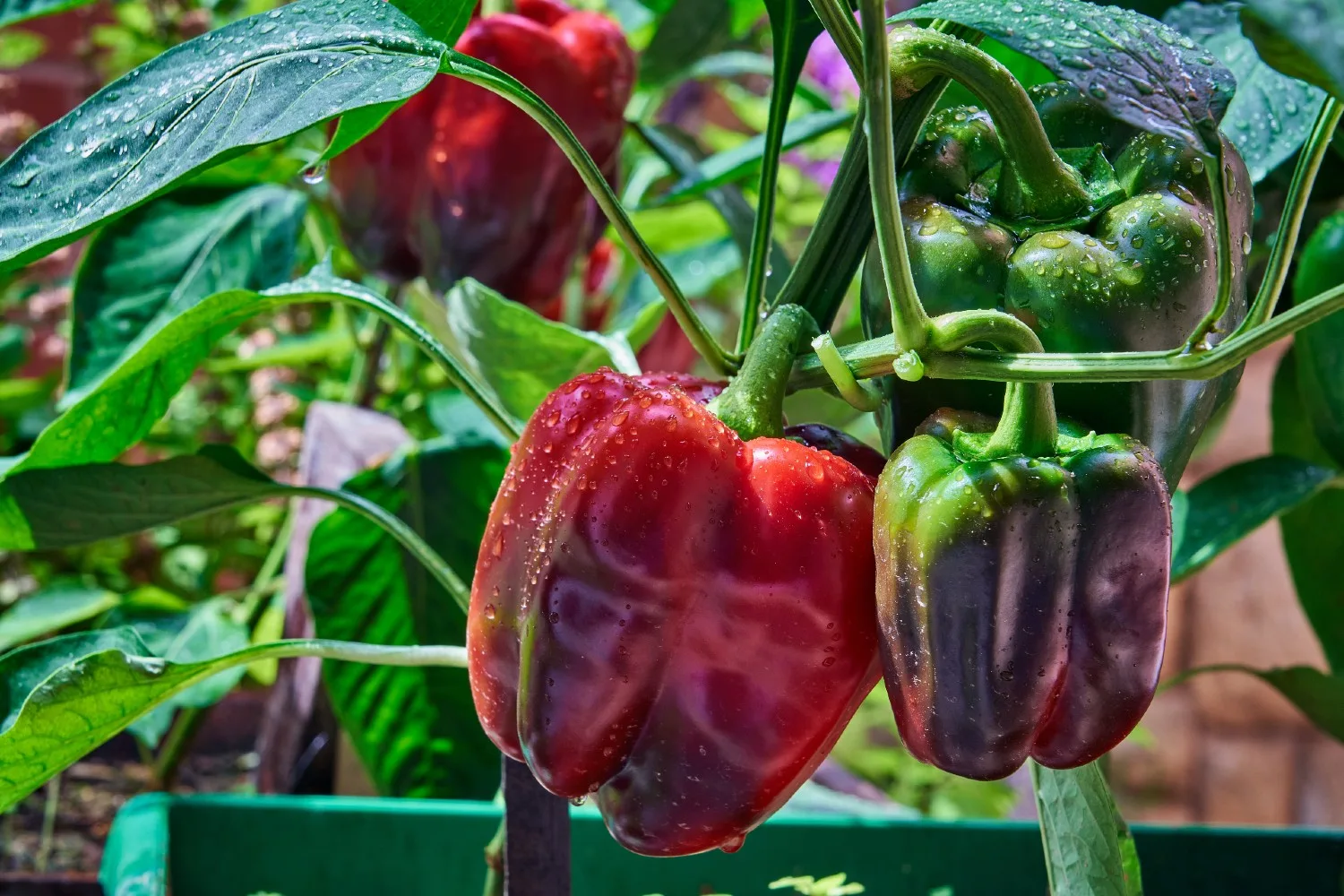 How to Grow Capsicum: Planting and Care Guide