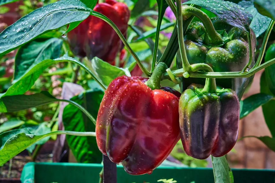How to Grow Capsicum: Planting and Care Guide