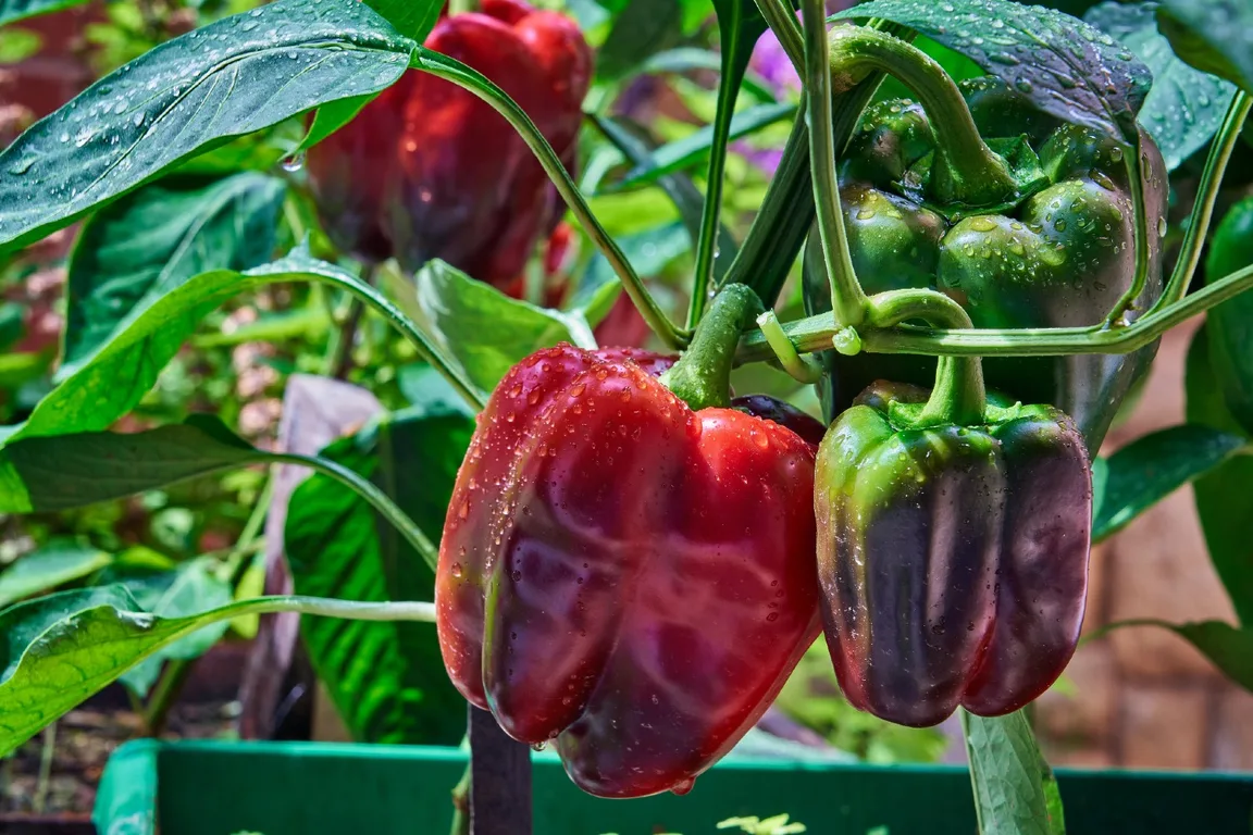 How to Grow Capsicum: Planting and Care Guide