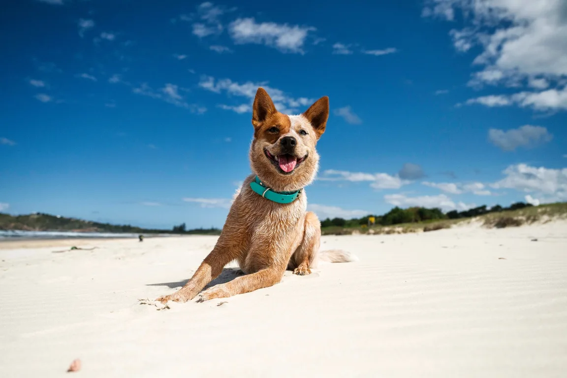 WIN $3000 in Doggy Dinners with Frontier Pets