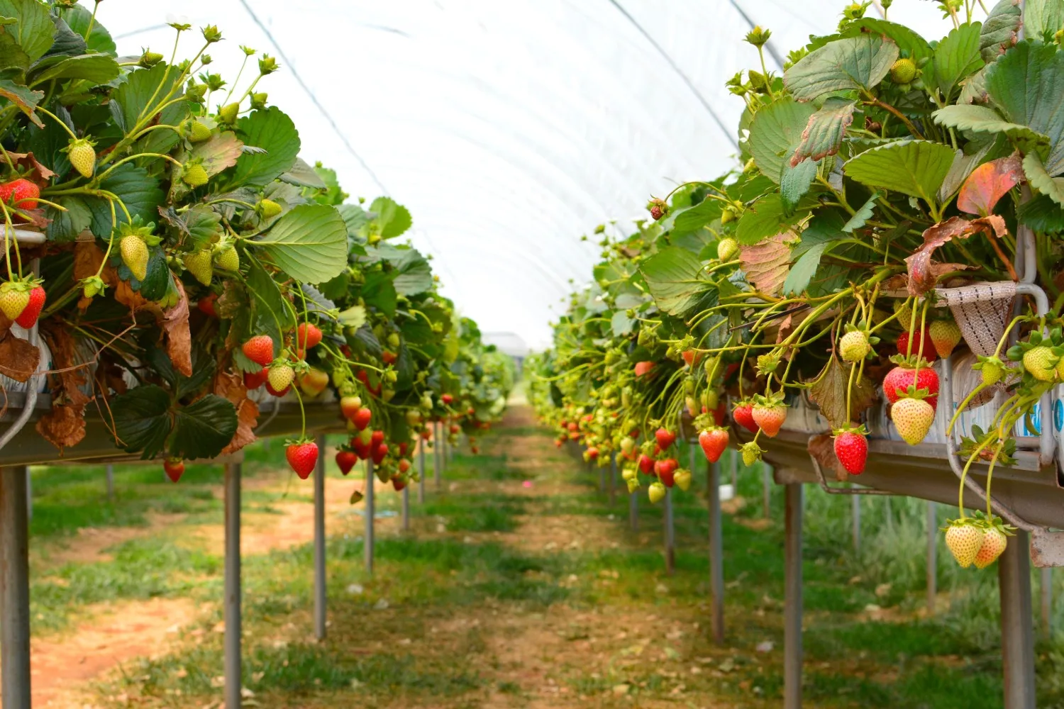 Driscoll’s Sweetest Batch Strawberries Ever?