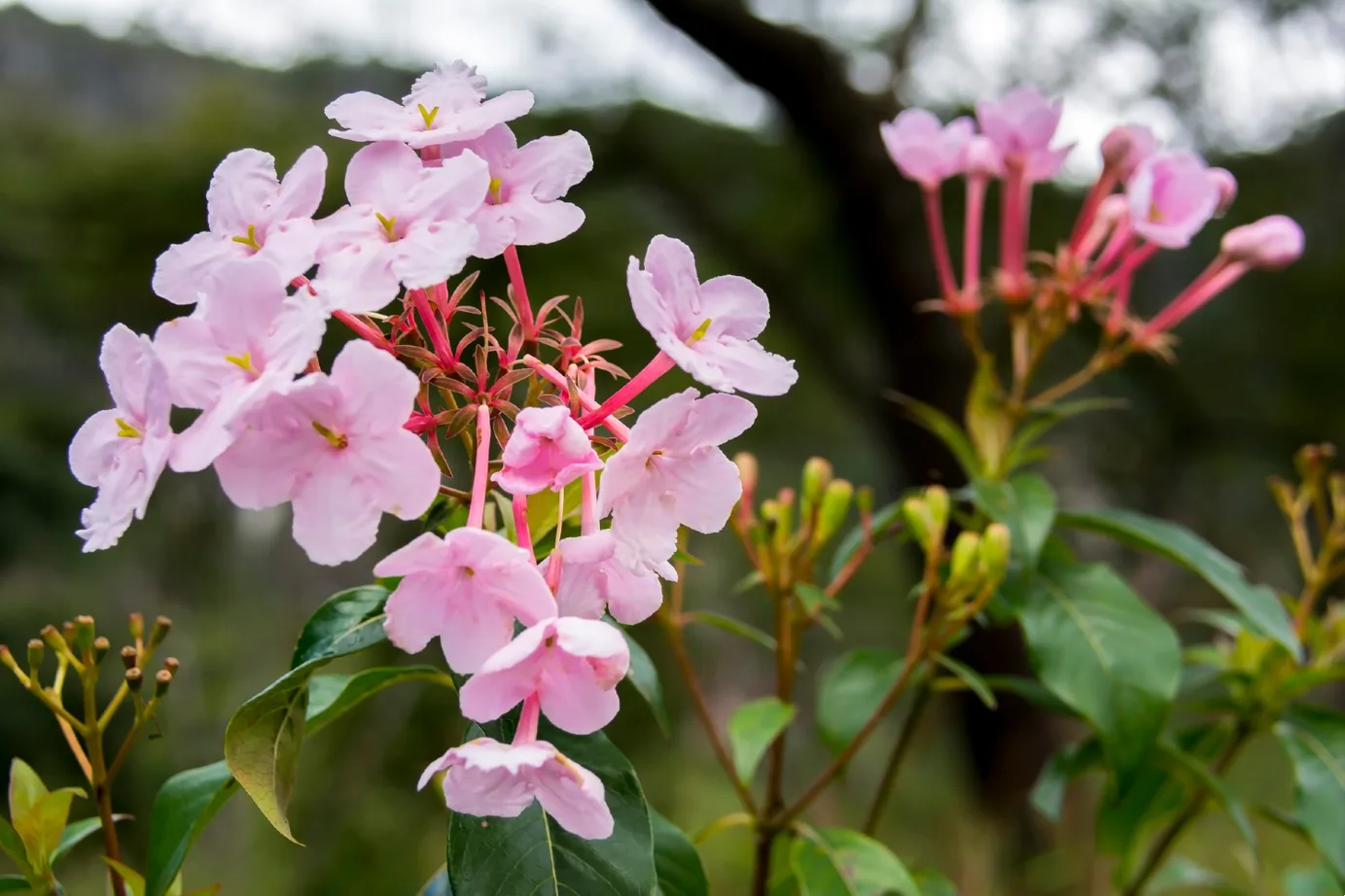8 fragrant flowers for the sweetest smelling garden