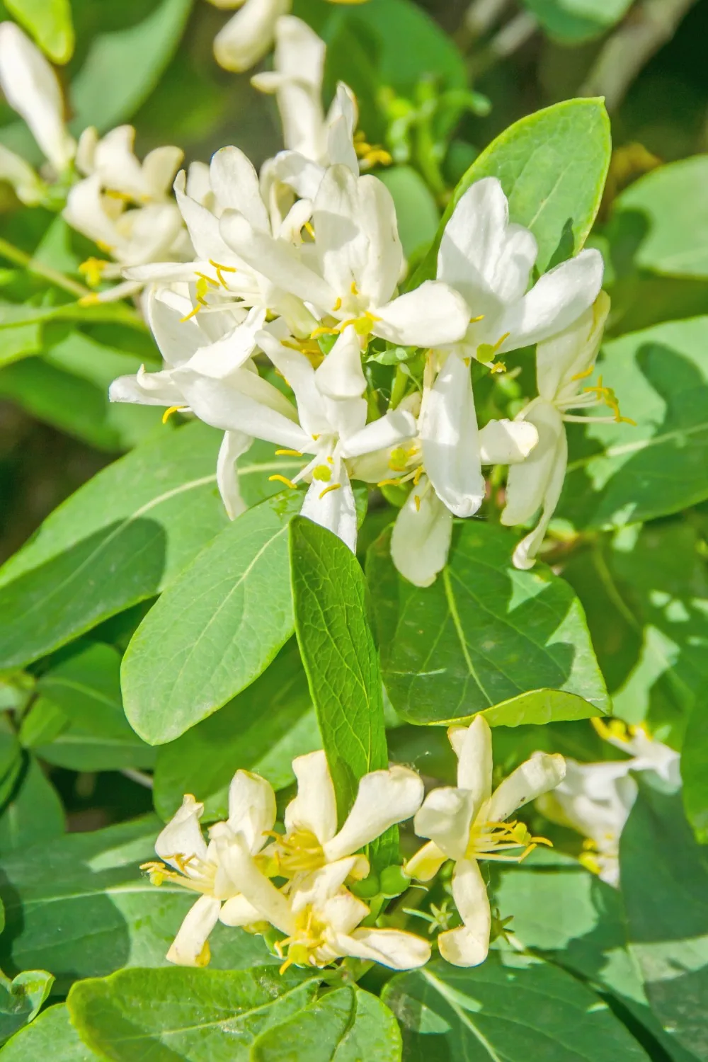 8 fragrant flowers for the sweetest smelling garden