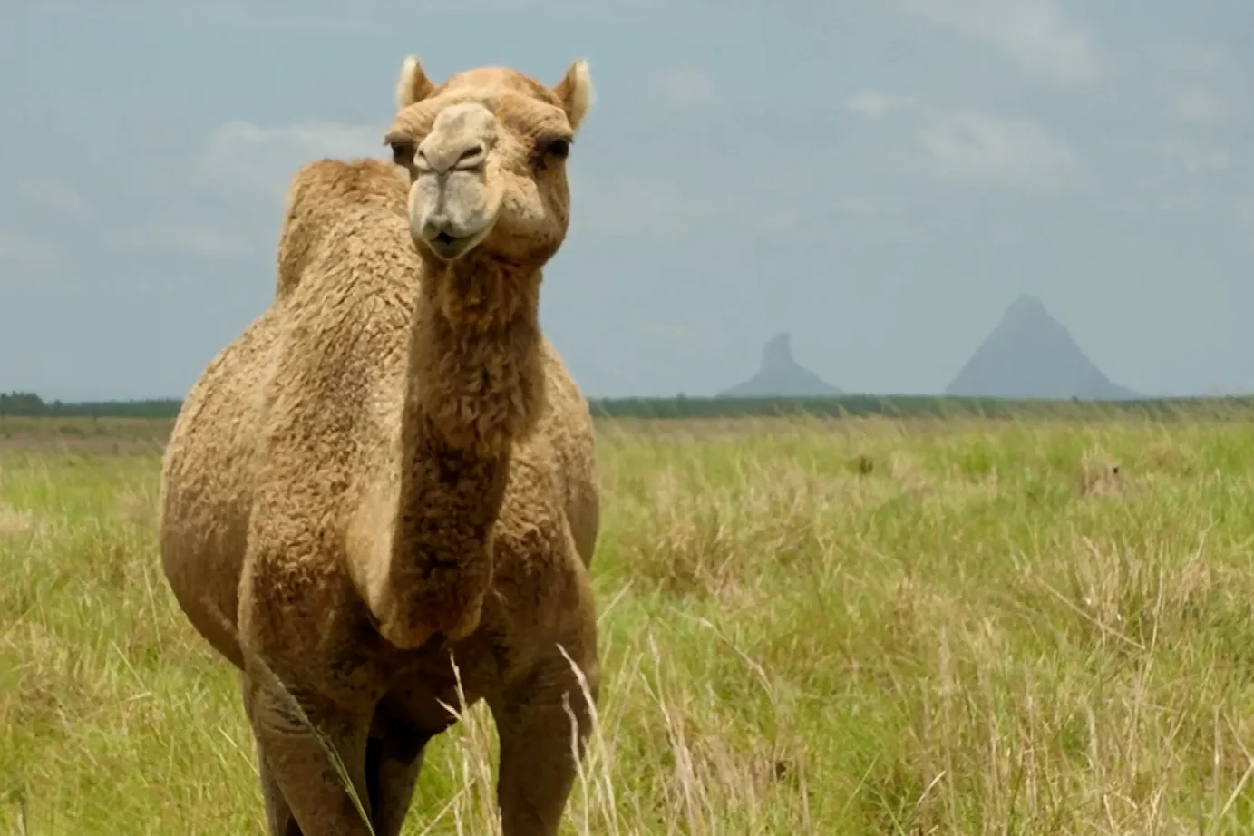Dr Harry visits a camel farm in Queensland | Better Homes & Gardens ...