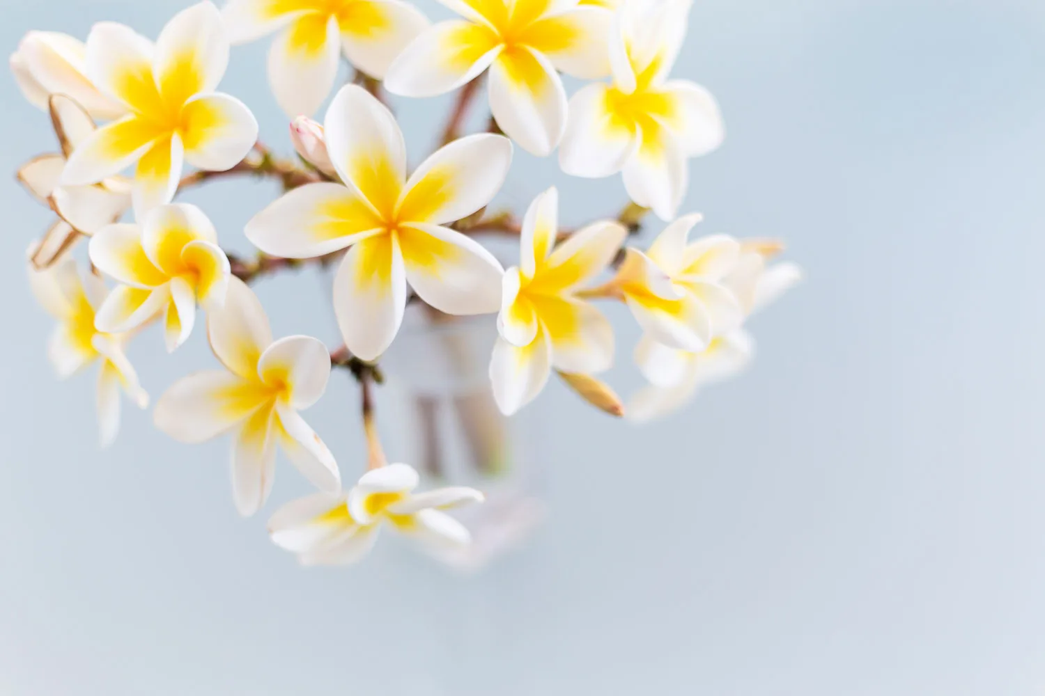 19 White Flowers Perfect For Any Garden | Better Homes & Gardens Australia