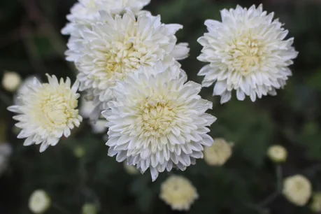 19 White Flowers Perfect For Any Garden | Better Homes & Gardens Australia