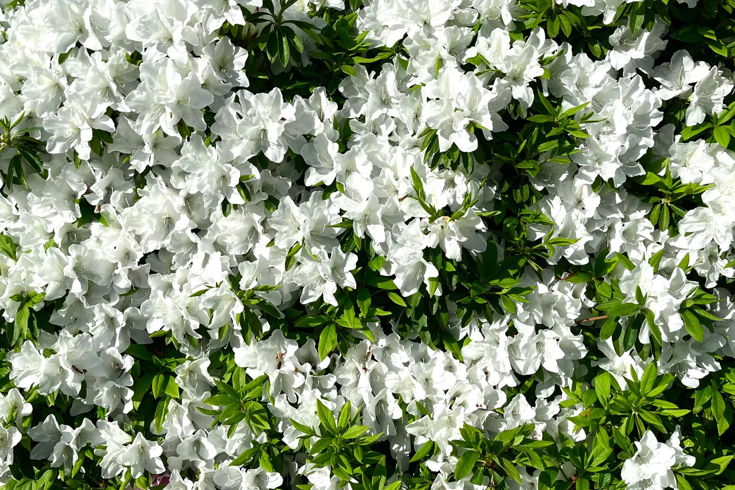 19 White Flowers Perfect For Any Garden | Better Homes & Gardens Australia