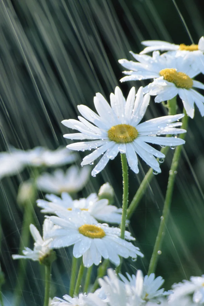 19 White Flowers Perfect For Any Garden | Better Homes & Gardens Australia
