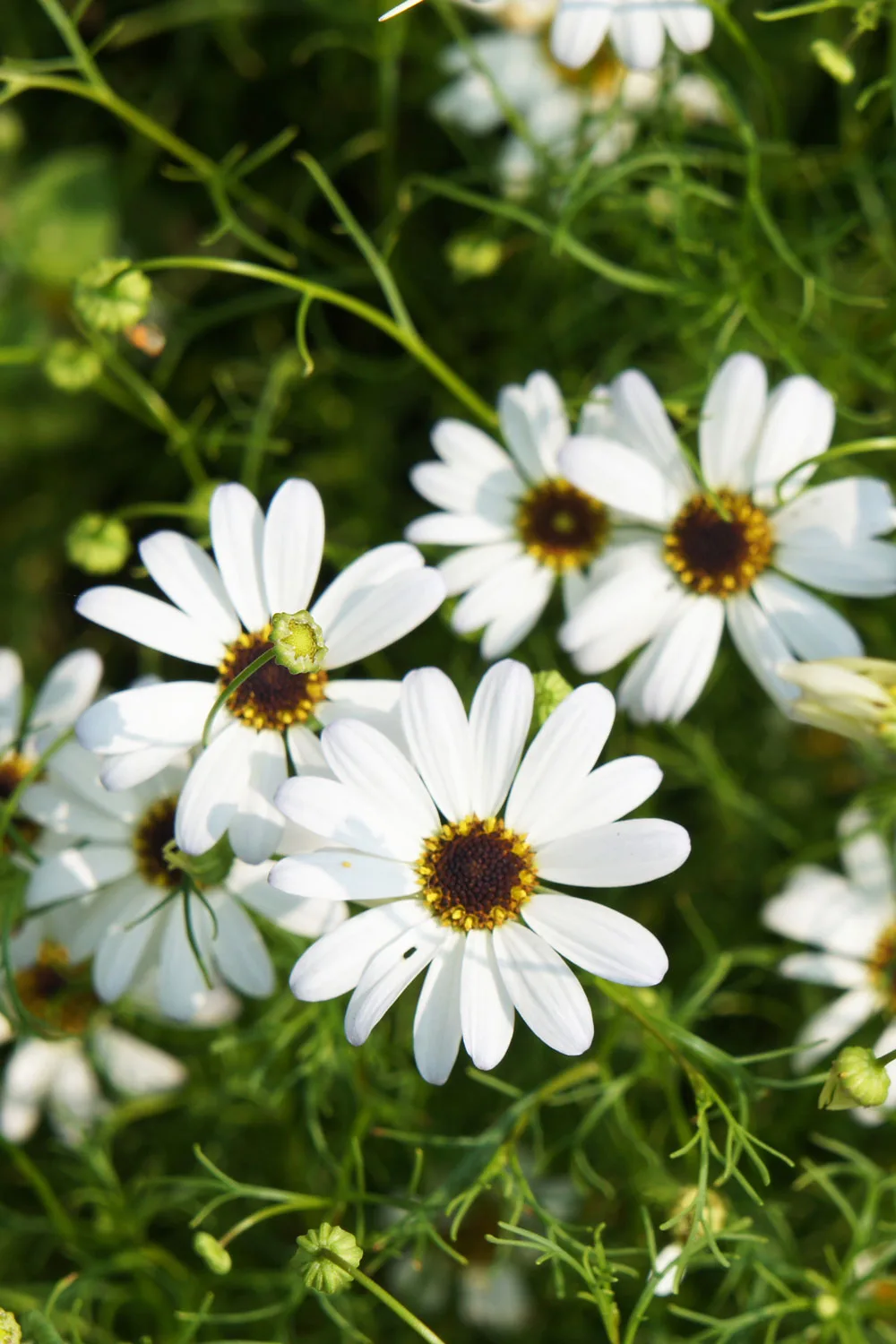 19 White Flowers Perfect For Any Garden | Better Homes & Gardens Australia