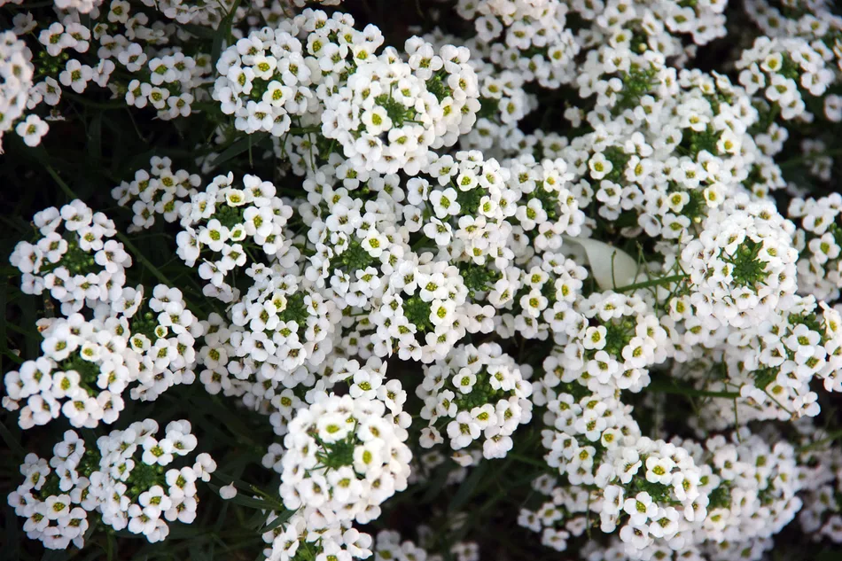 19 White Flowers Perfect For Any Garden | Better Homes & Gardens Australia