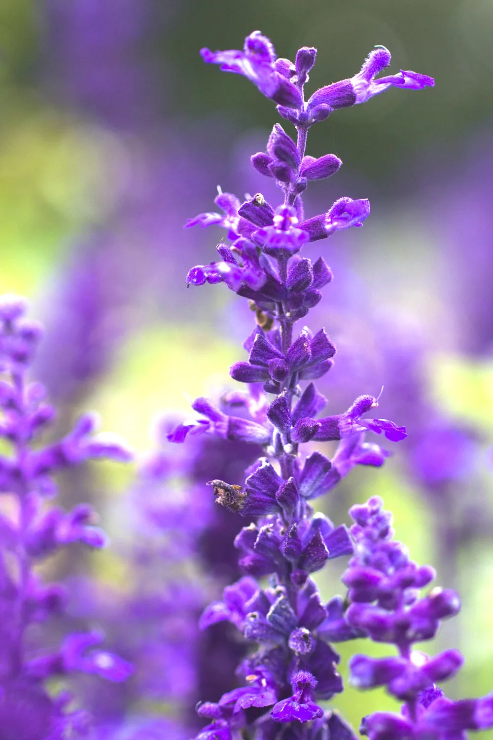 How to grow lavender | Better Homes & Gardens Australia