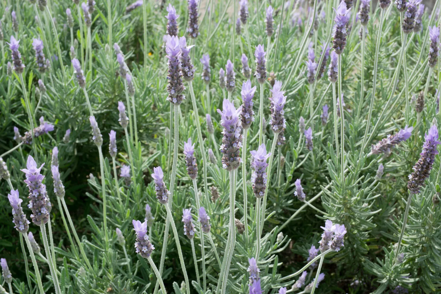 How to grow lavender | Better Homes & Gardens Australia