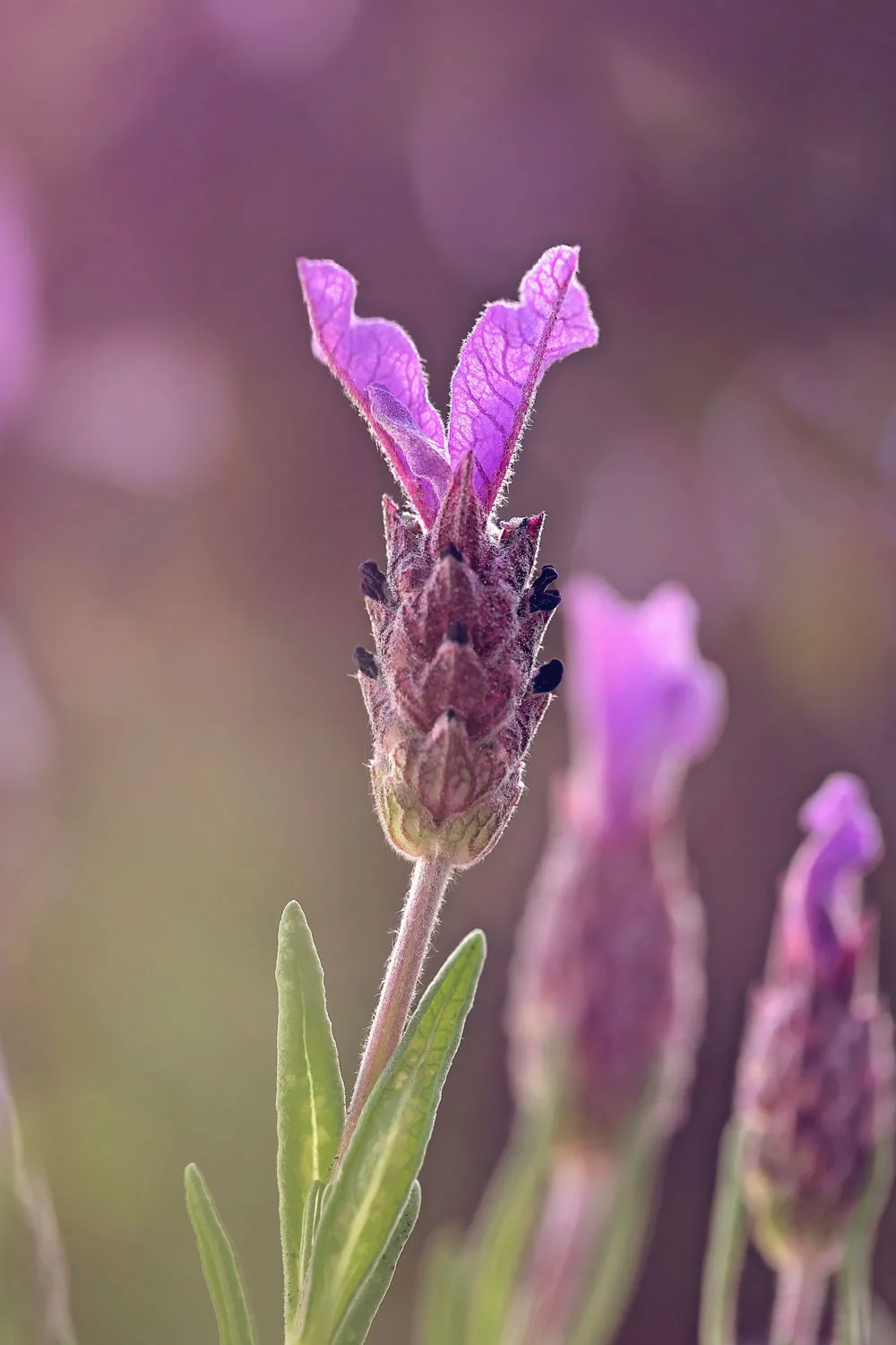 How to grow lavender | Better Homes & Gardens Australia