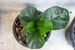 How to Propagate Fiddle Leaf Fig