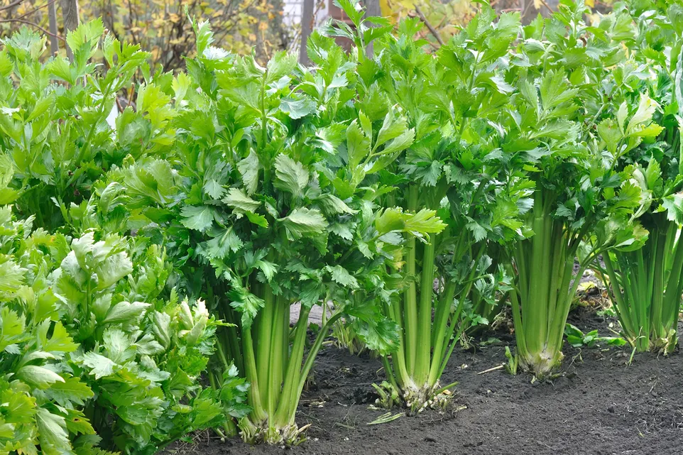 How to grow celery | Better Homes & Gardens Australia