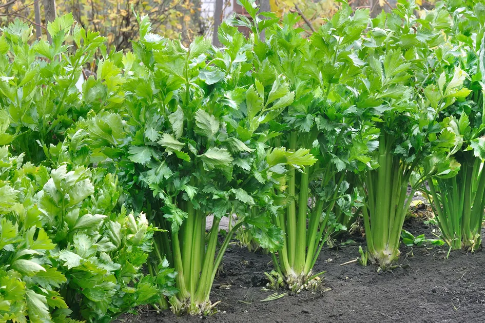 How to grow celery | Better Homes & Gardens Australia