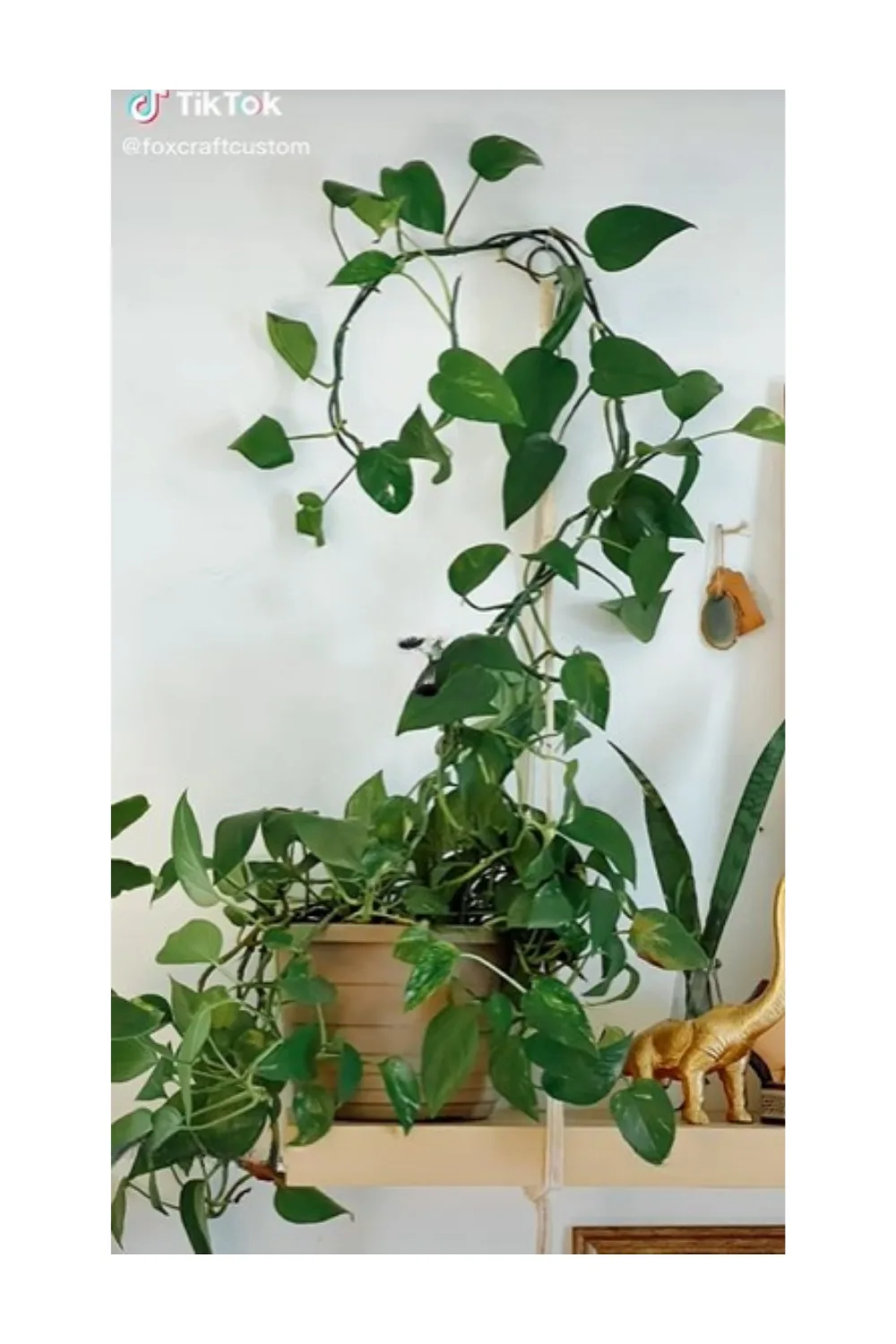 Genius Plant Support Hack Helps Your Climbing Plants Grow | Better ...