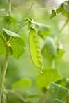 How To Grow Snowpeas | Better Homes & Gardens Australia